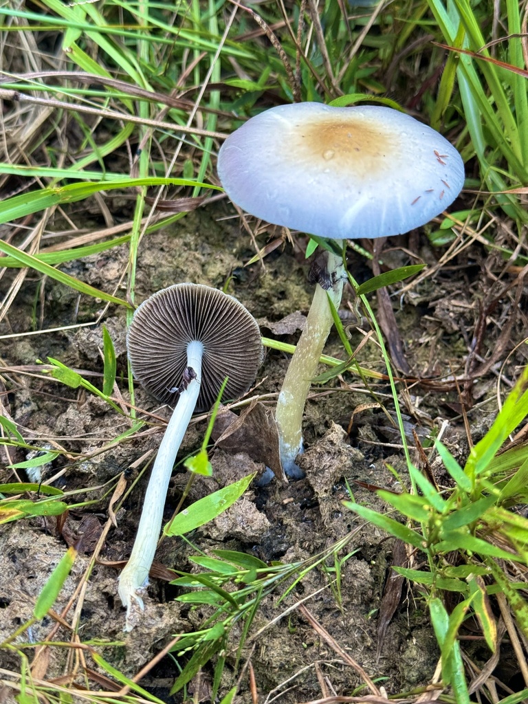 Magic Mushroom from North Port, FL, US on October 8, 2023 at 07:41 AM ...