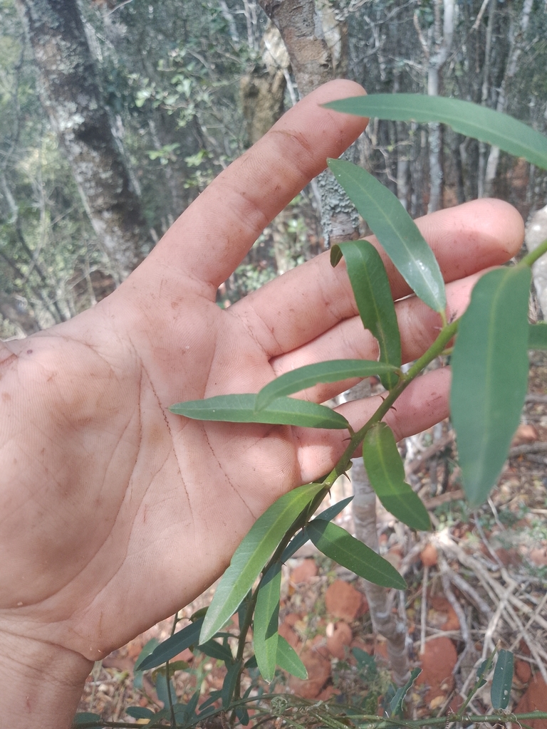indian caper from Kingaroy QLD 4610, Australia on October 9, 2023 at 12 ...