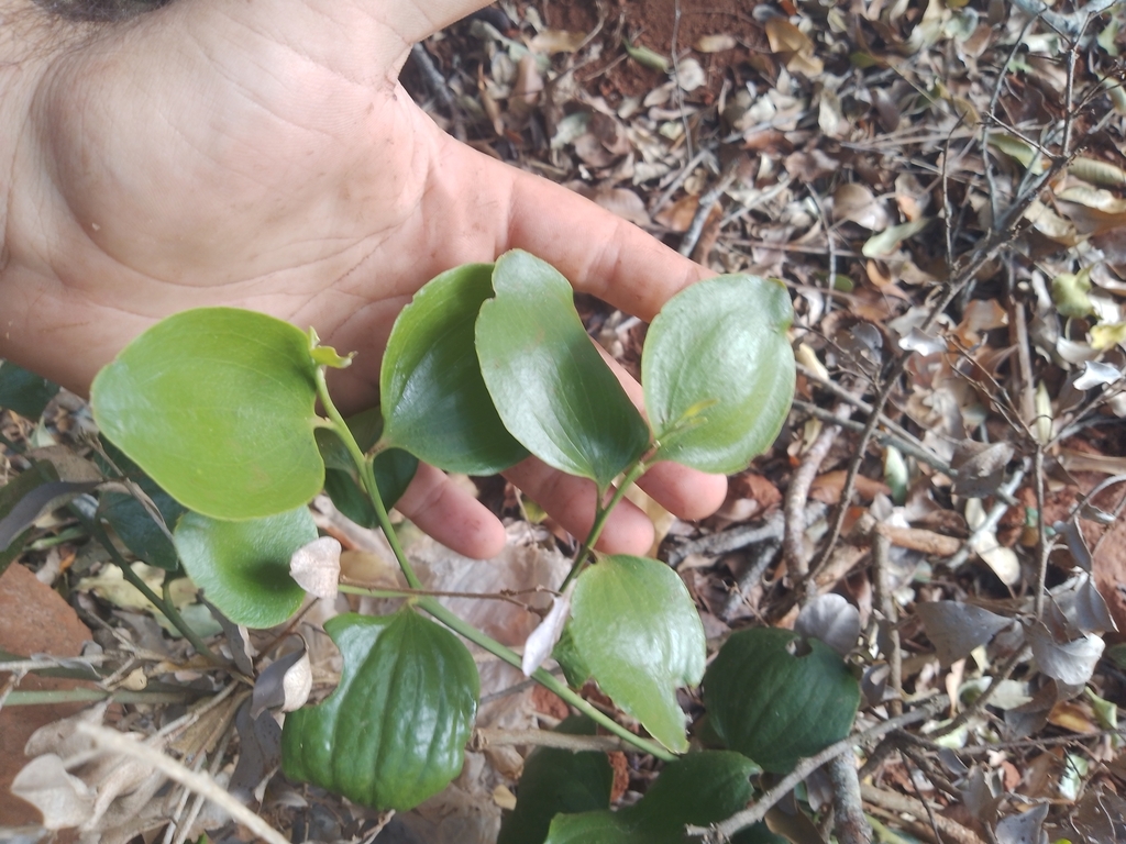 Broad Leaved Native Cherry from Kingaroy QLD 4610, Australia on October ...