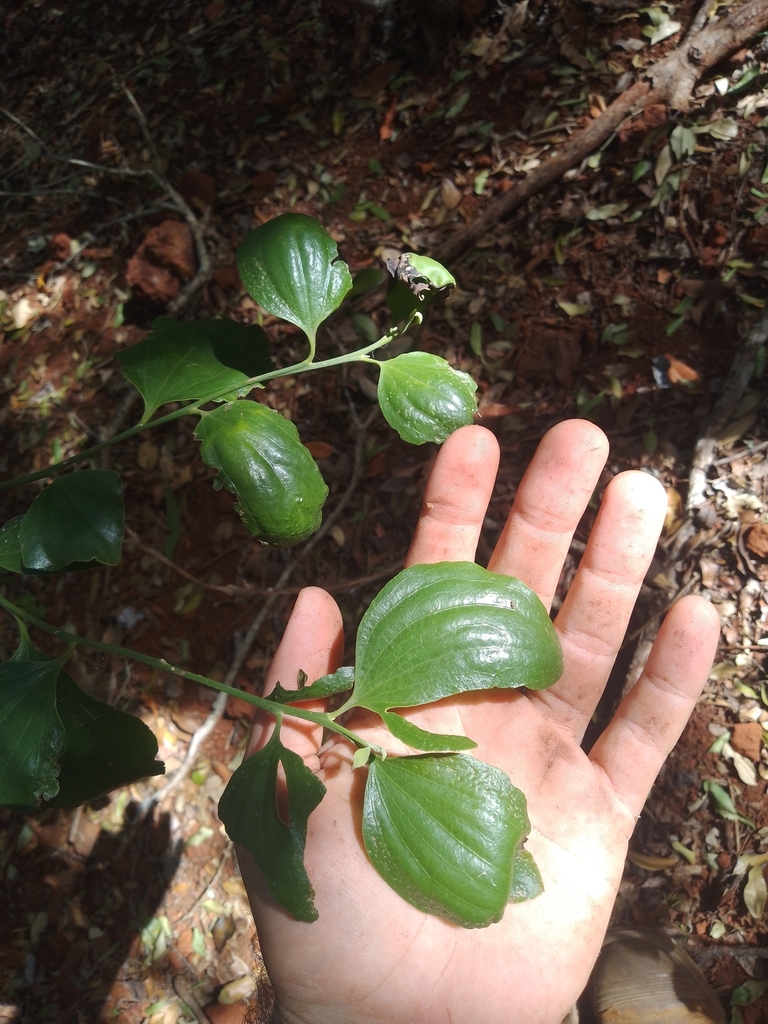 Broad Leaved Native Cherry from Kingaroy QLD 4610, Australia on October ...