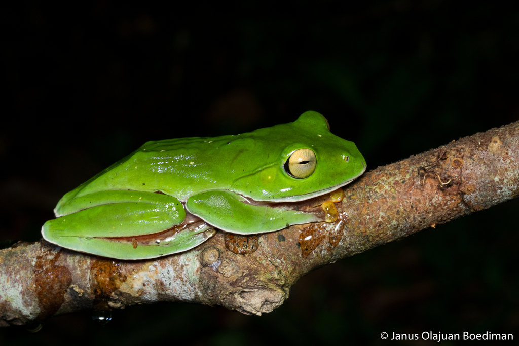 Orange-belly Tree Frog in June 2022 by Janus Olajuan Boediman · iNaturalist