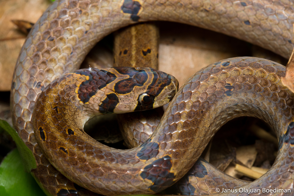 Ornate Kukri Snake in June 2022 by Janus Olajuan Boediman · iNaturalist