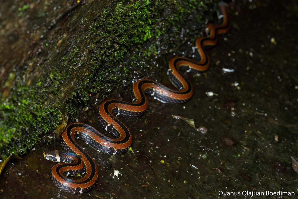 Taiwan Coral Snake in June 2022 by Janus Olajuan Boediman · iNaturalist