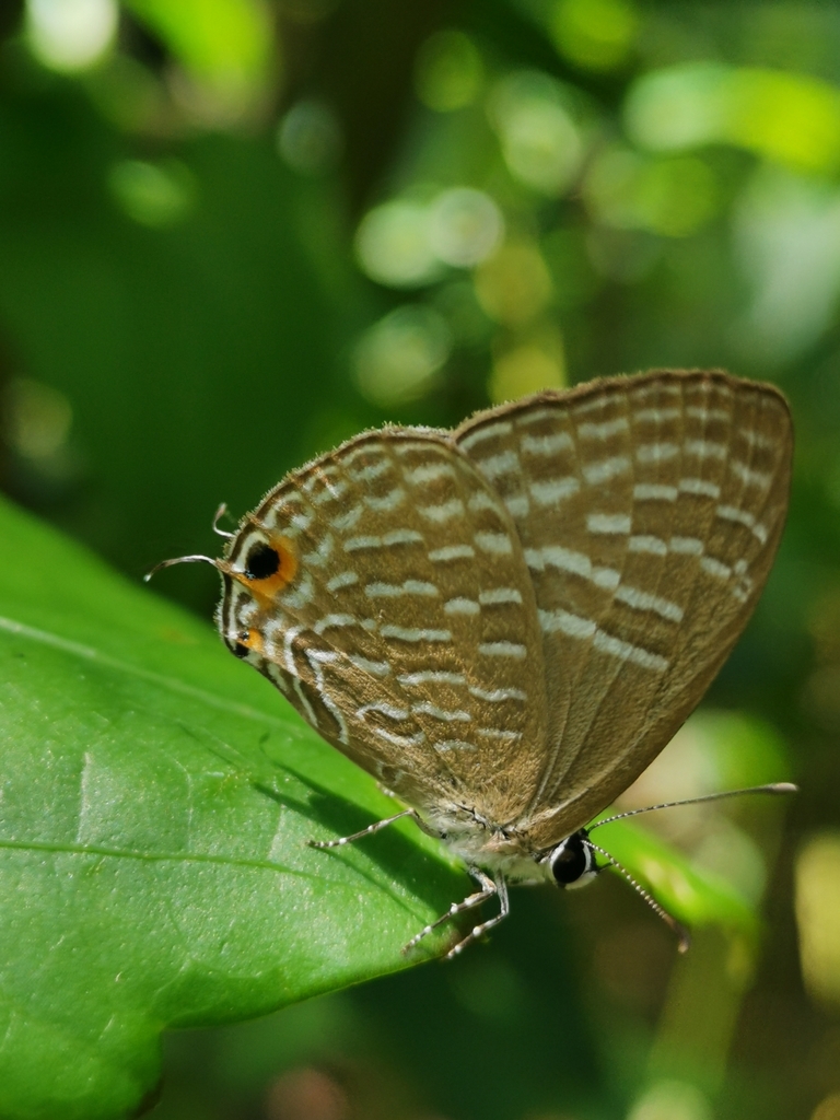 Metallic Cerulean from Kumily, Kerala 685509, India on October 5, 2023 ...