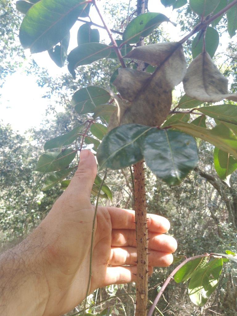 Satin Tree from Kingaroy QLD 4610, Australia on October 9, 2023 at 02: ...