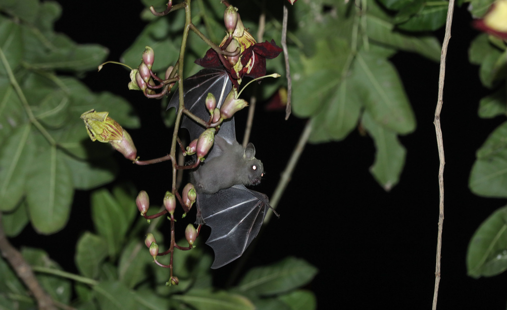 Greater Short-nosed Fruit Bat in October 2023 by Fern Zhang · iNaturalist