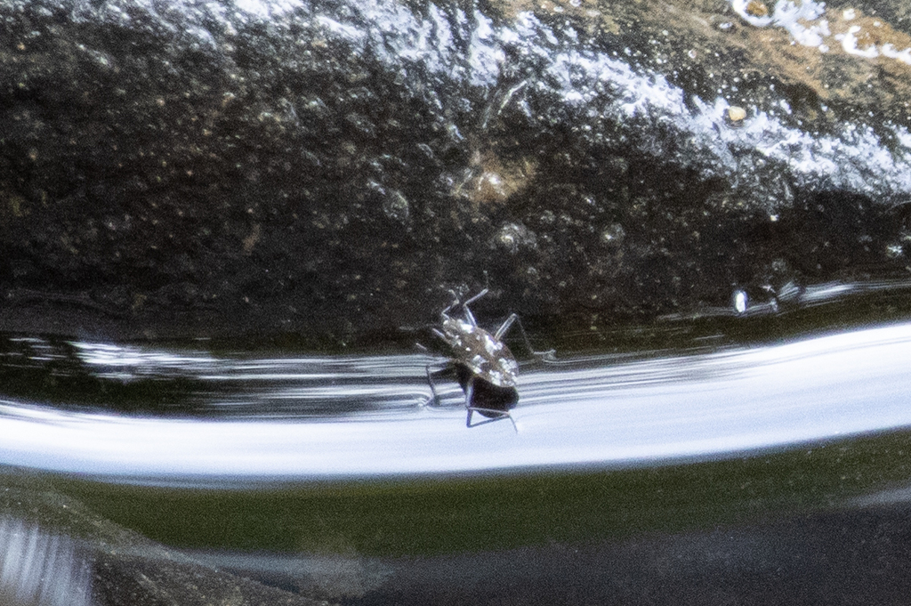 Microvelia americana from Savage, MD, USA on September 4, 2023 at 12:48 ...