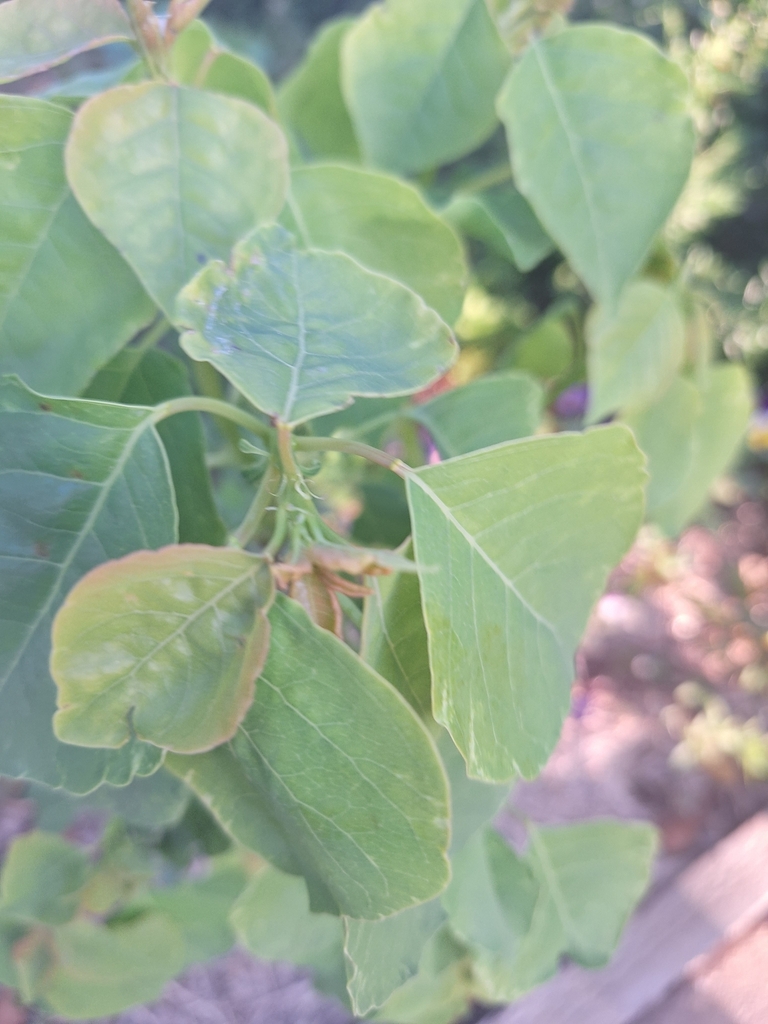 Chinese Tallow from East Albury NSW 2640, Australia on October 9, 2023 ...
