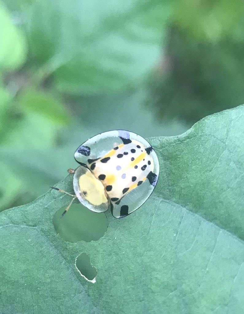 Asian Spotted Tortoise Beetle from Green World Ecological Farm, Beipu ...