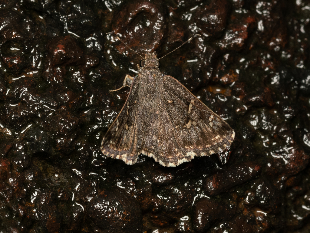 Spotted Small Flat from Donshiwado, Bandoda, Goa, India on October 1 ...