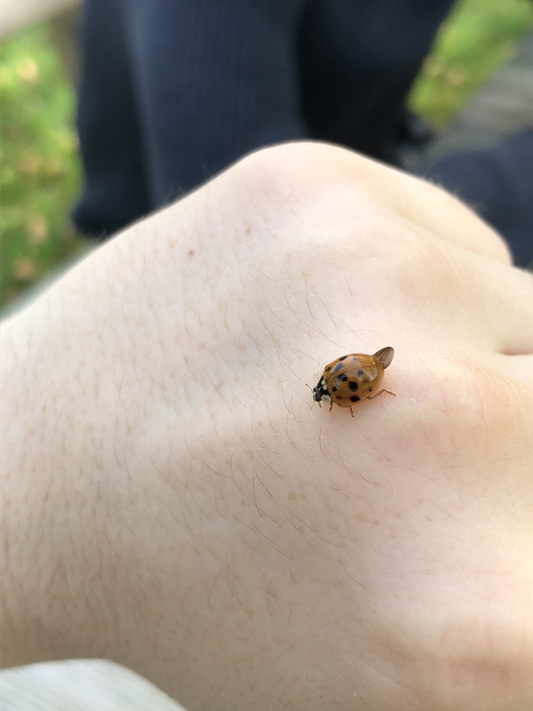 Asian Lady Beetle from Rue du Docteur Jules Petit, Barenton, Normandie ...