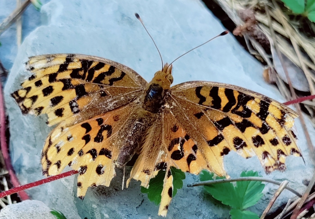 Aphrodite Fritillary from Lawrence Township, PA, USA on August 20, 2023 ...