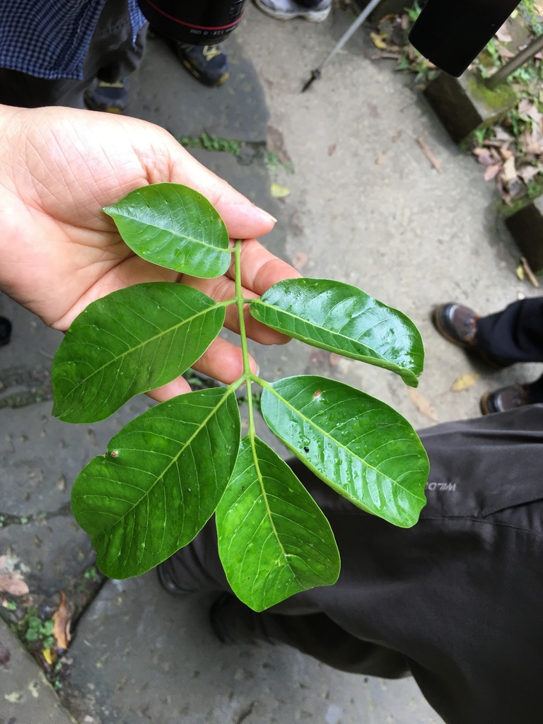 Canarium album from 台灣臺北 on May 19, 2019 at 09:47 AM by 鳥咪美幸 · iNaturalist