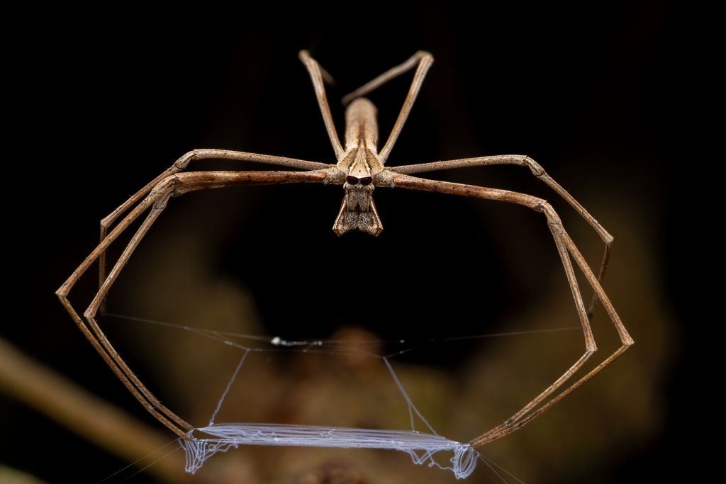 Rufous Net-casting Spider from Ramsgate NSW 2217, Australia on October ...