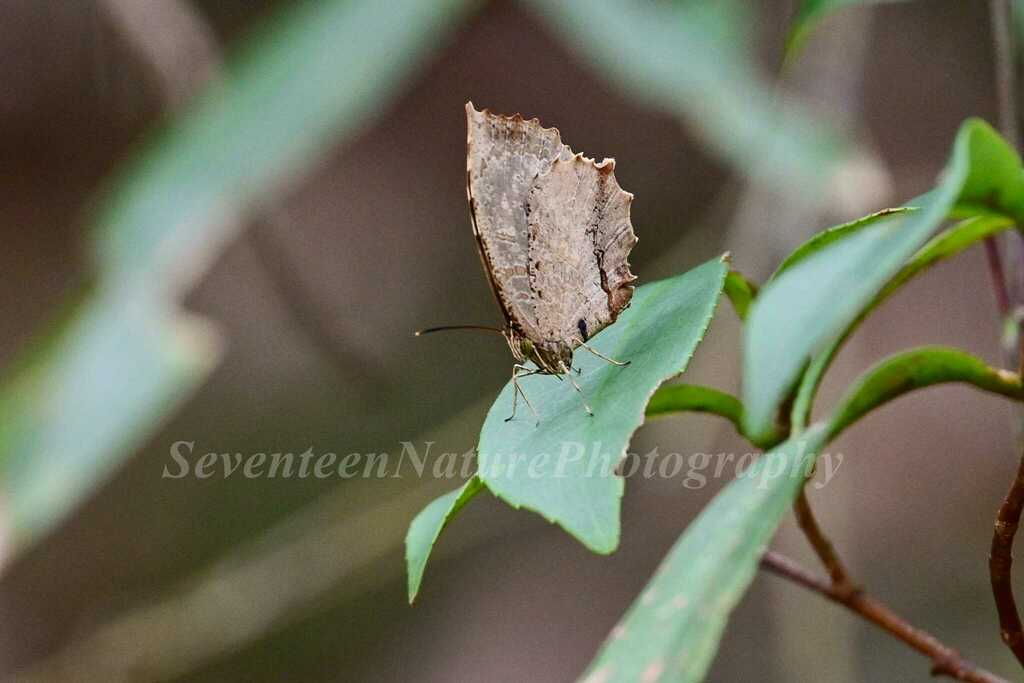 Crenelate Darkwing from 中国福建省南平市武夷山市 on October 1, 2023 at 11:20 AM by ...