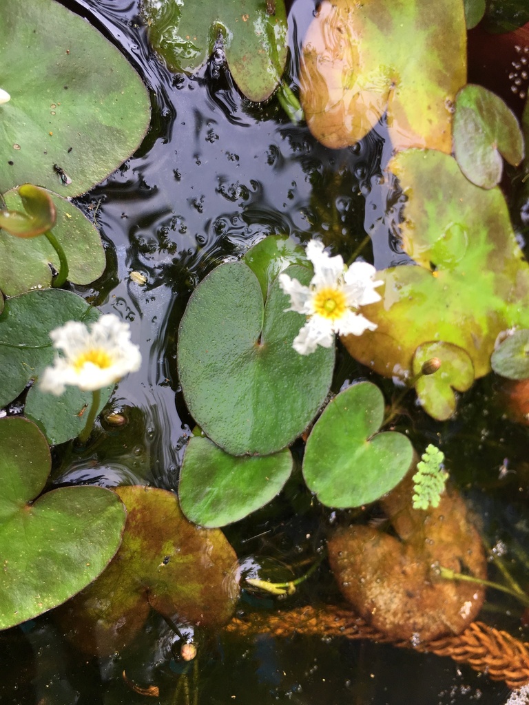 crested floating-heart in May 2019 by 鳥咪美幸 · iNaturalist