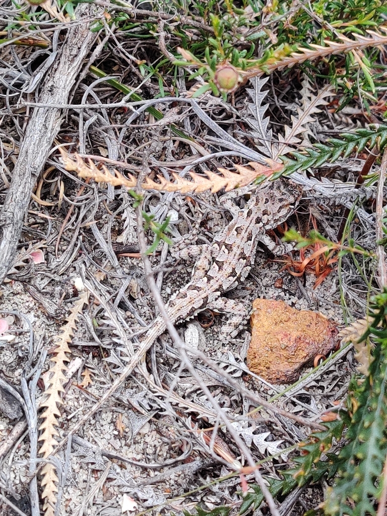 Western Heath Dragon from Hill River WA 6521, Australia on October 9 ...