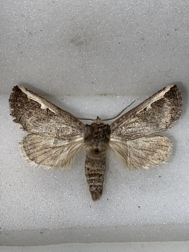 Red-humped Oakworm Moth from Maynardier Ridge Rd, Grantsville, MD, US ...