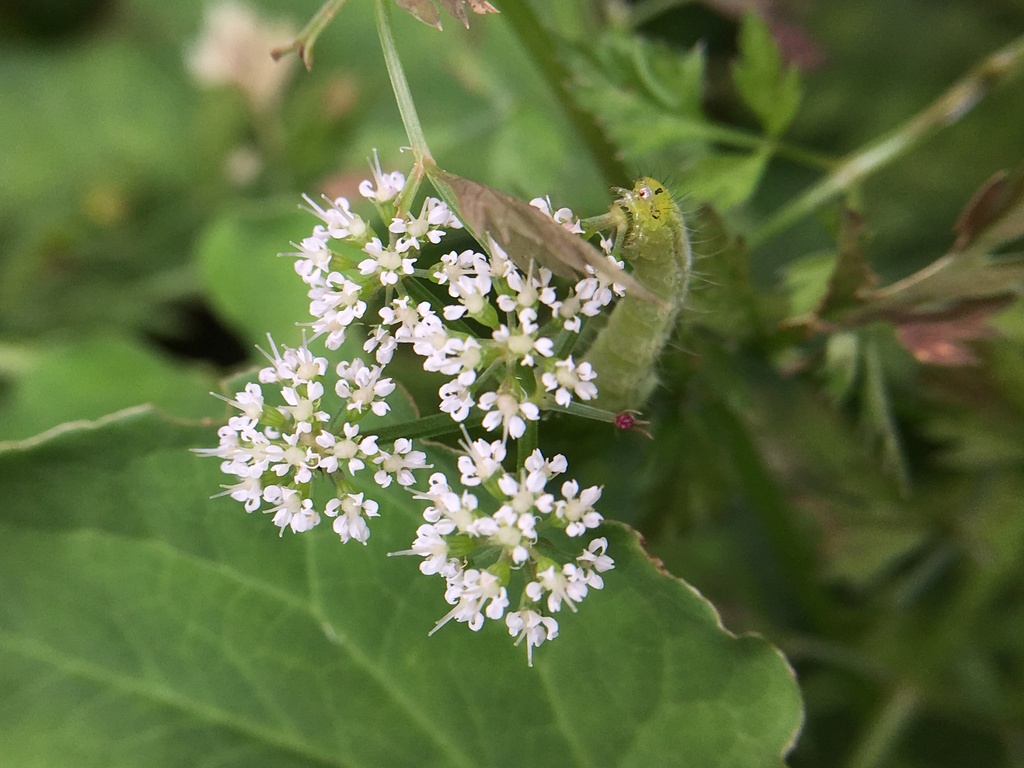 Java water-dropwort from 226台灣新北市平溪區 on April 28, 2019 at 09:55 AM by ...