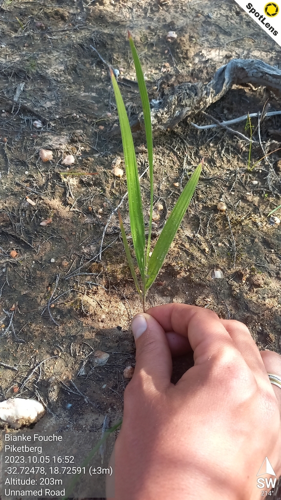 Baboon Root from West Coast District Municipality, South Africa on ...