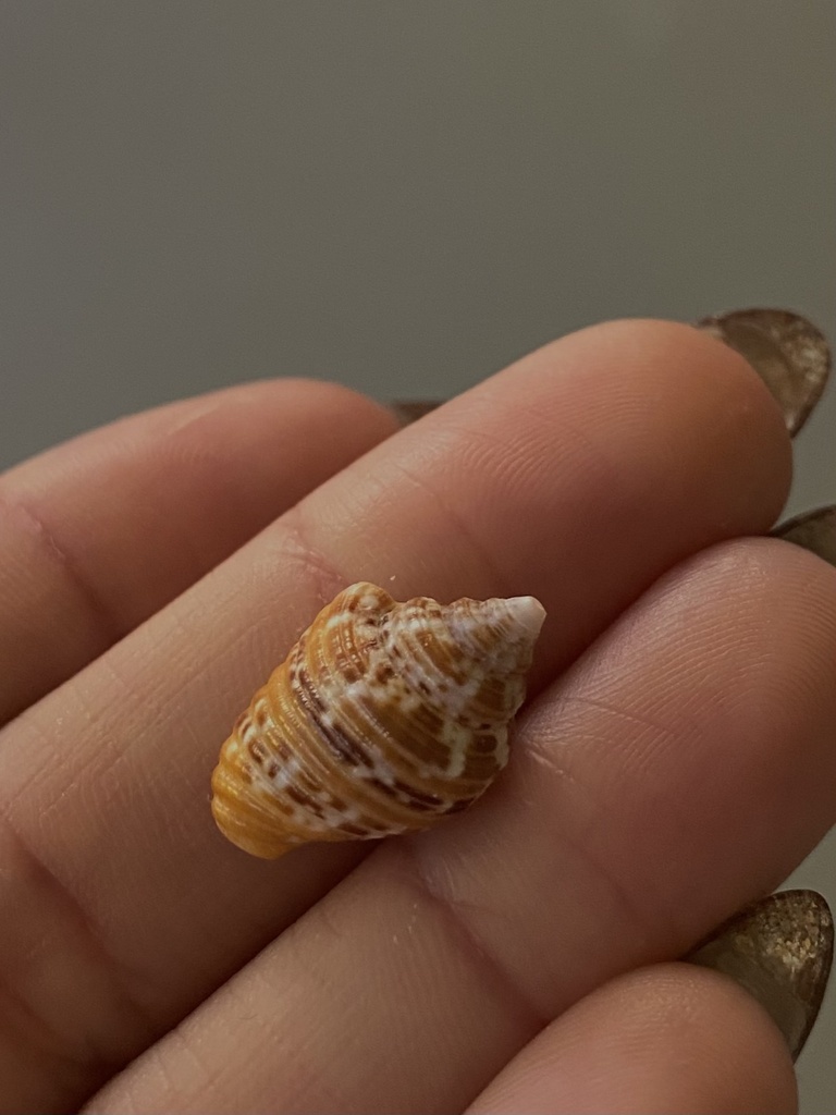 Merchant Dove Shell from Puerto Rico, Isabela, Puerto Rico, US on ...