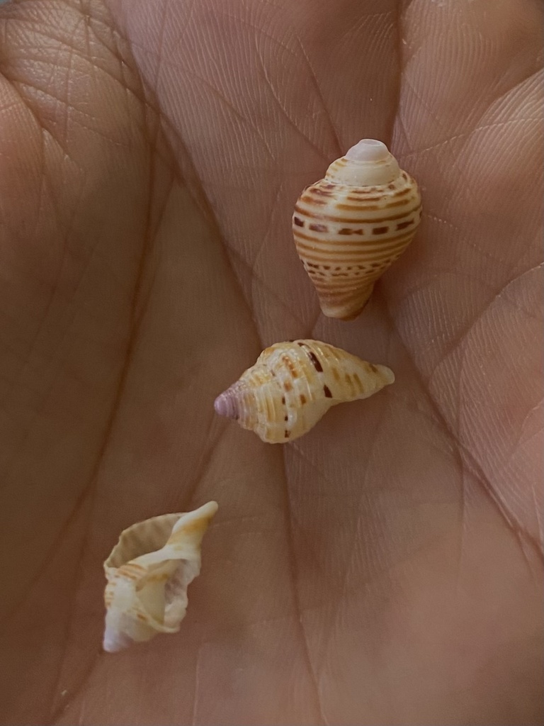 Merchant Dove Shell from Puerto Rico, Isabela, Puerto Rico, US on ...
