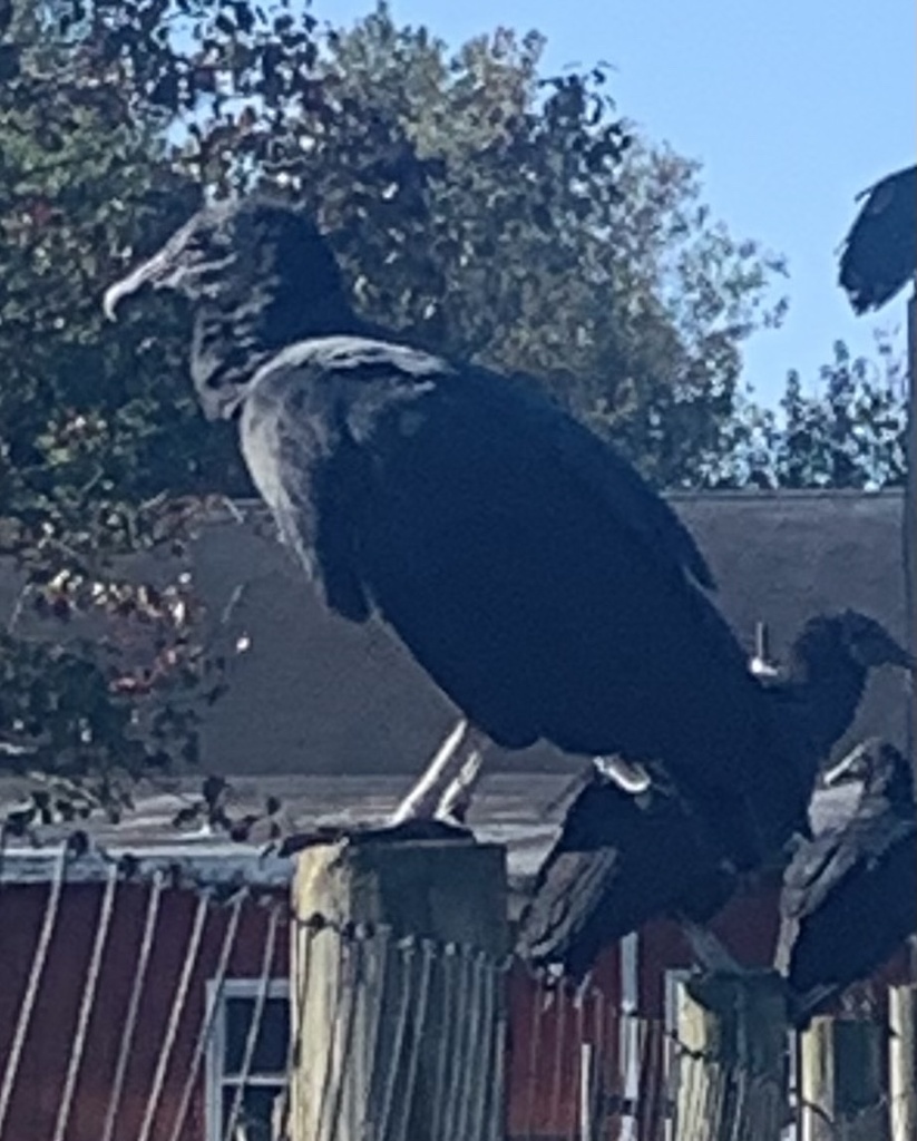 Black Vulture from Mount Laurel Rd, Mount Laurel, NJ, US on October 9 ...
