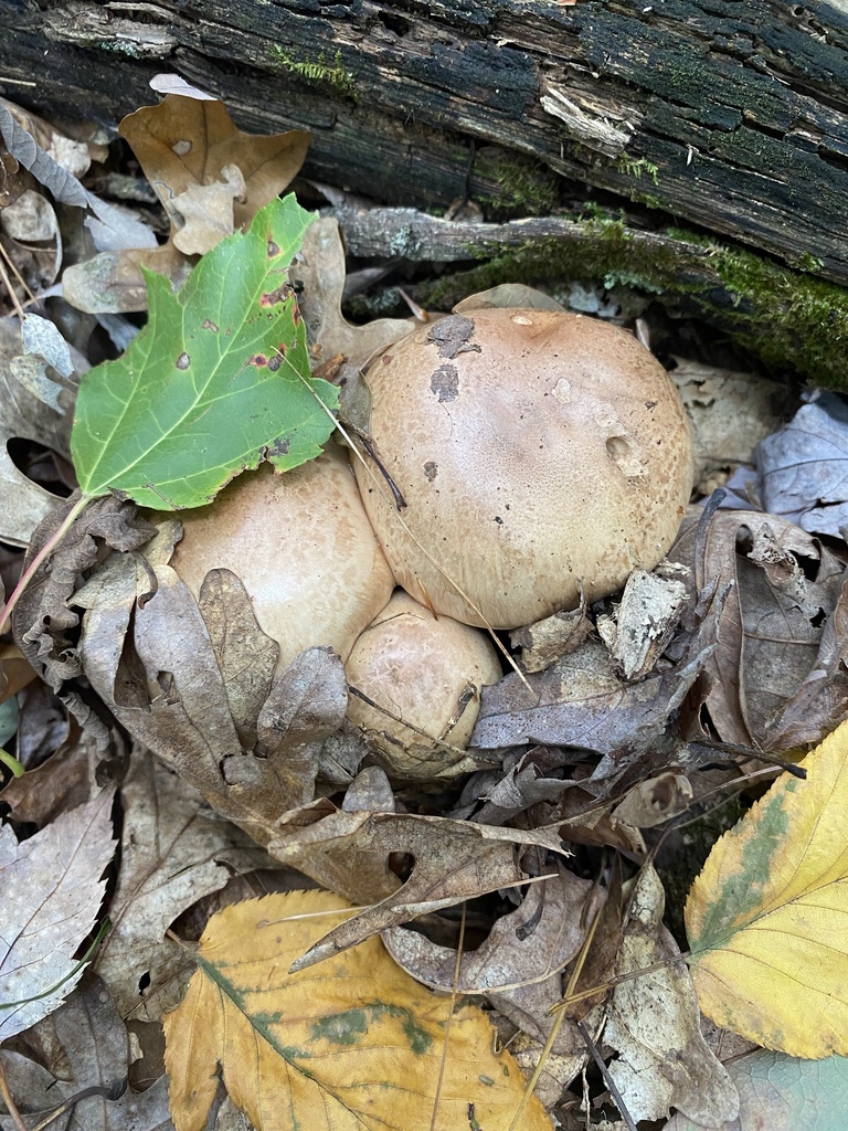 Webcaps from George Washington & Jefferson National Forests, Mathias ...