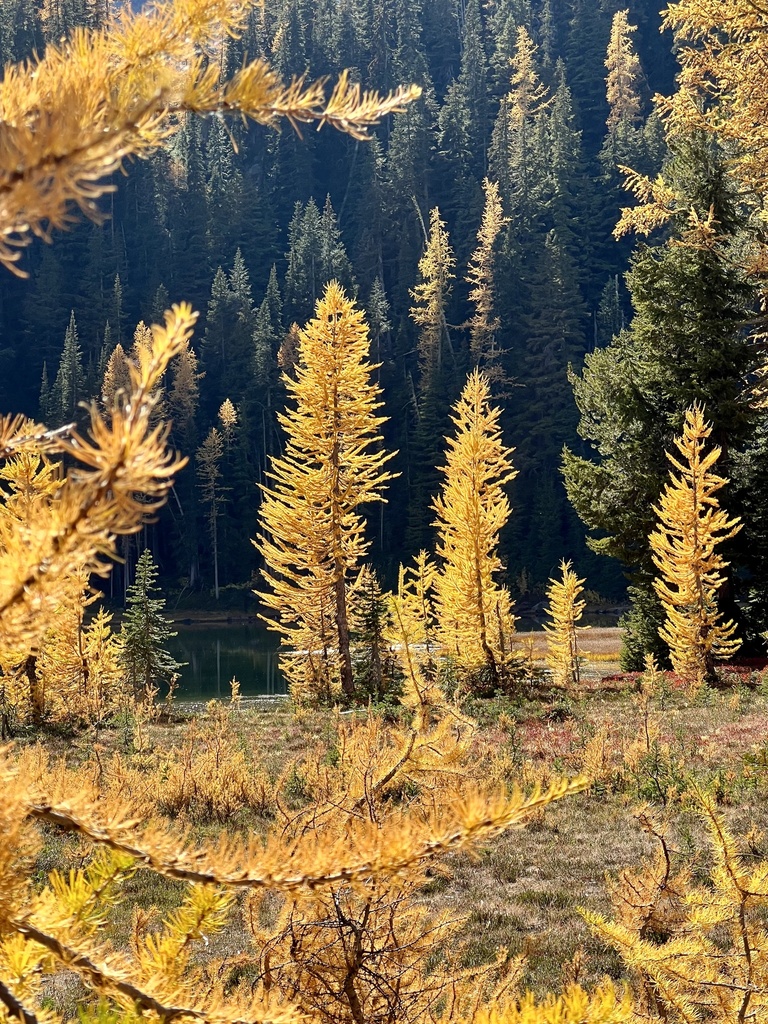 subalpine larch from Okanogan - Wenatchee National Forest, Leavenworth ...