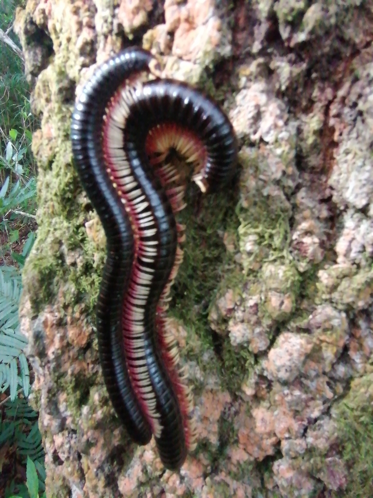 fire millipedes from Cintalapa, MX-CH, MX on October 9, 2023 at 08:43 ...