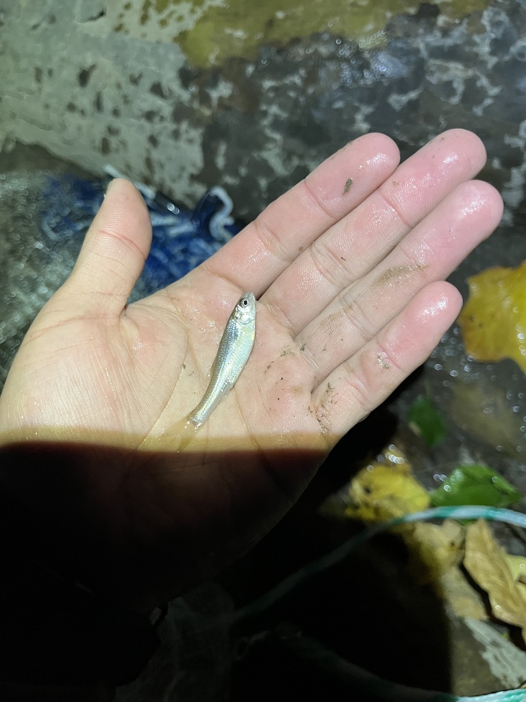 Fathead Minnow from Malvern St, Westland, MI, US on October 8, 2023 at ...