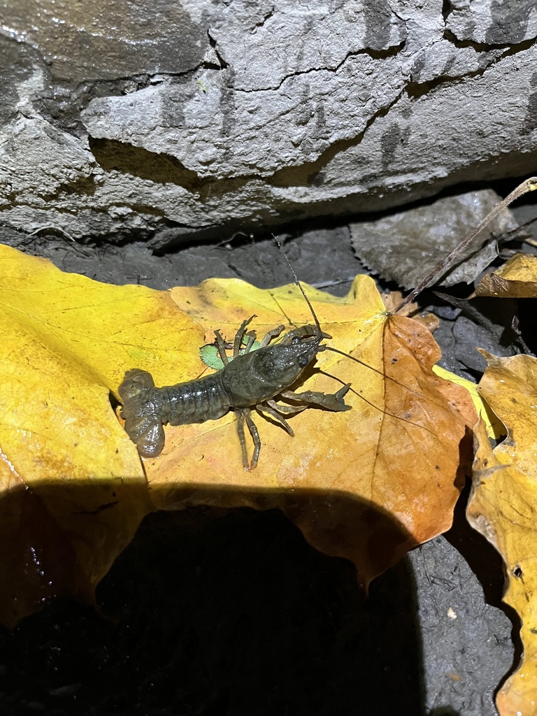 Eastern Crayfish from Edward N Hines Dr, Westland, MI, US on October 8 ...