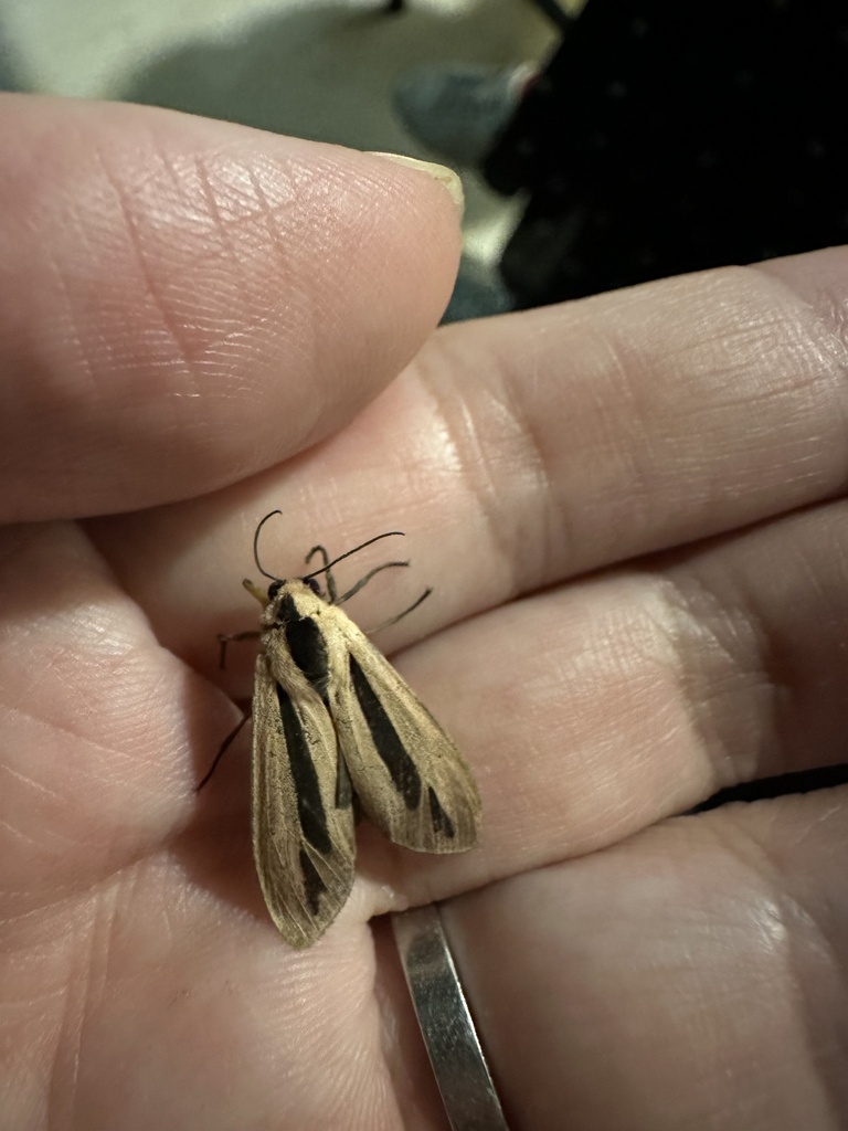 Baphomet Moth from 澎湖島, 湖西鄉, PEN, TW on October 9, 2023 at 09:11 PM by ...