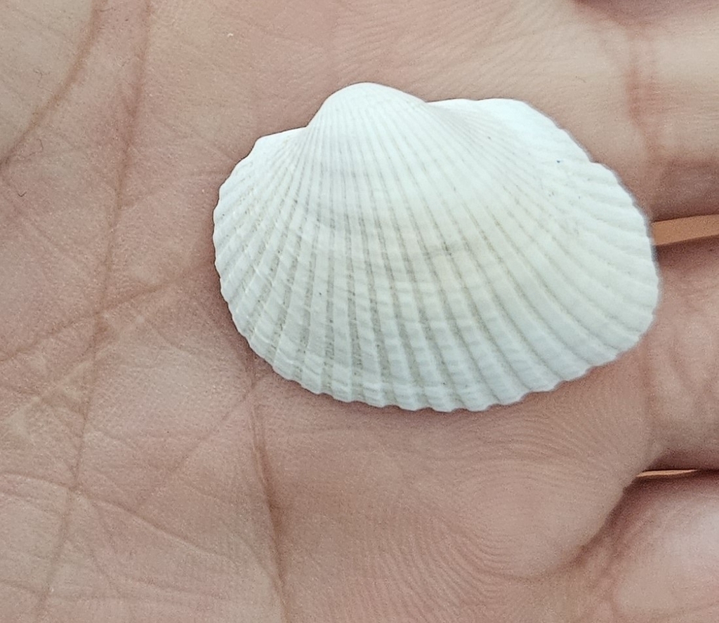 Eared ark from Caguas on October 8, 2023 at 02:44 PM by Sandra Acevedo ...