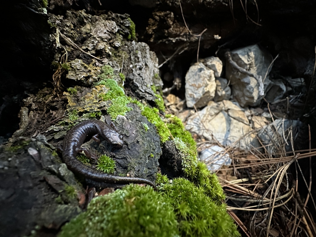 Primeval Splayfoot Salamander from Galeana, N.L., MX on October 8, 2023 ...