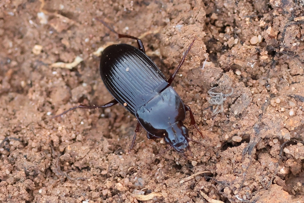 Oodes from 8650 Sagres, Portugal on October 8, 2023 at 08:11 AM by ...