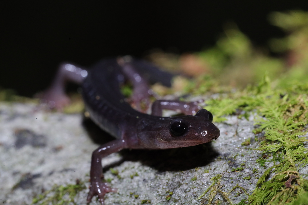 Northern Gray-cheeked Salamander from Bland County, VA, USA on October ...