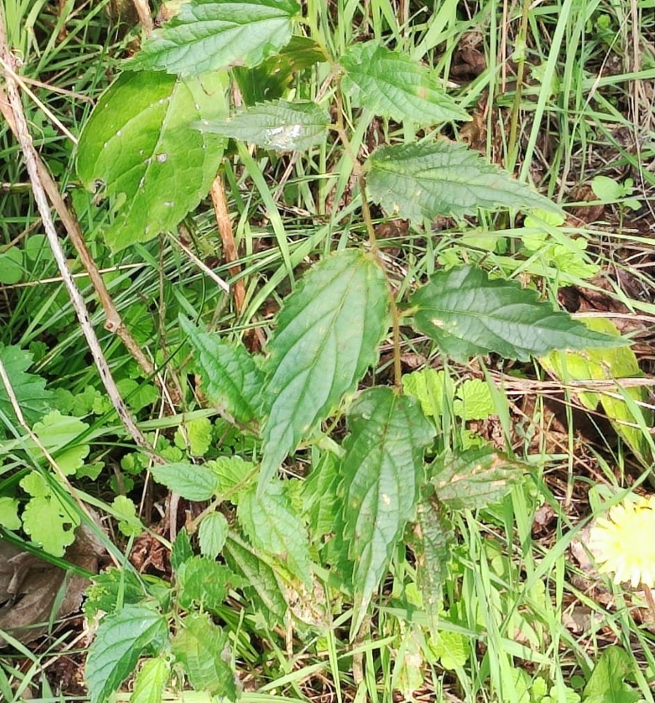 Chinese Hackberry from Parco Nord, 20092 Cinisello Balsamo MI, Italia ...