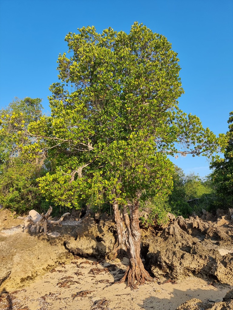 rib-fruited yellow mangrove from Mkinga, Tanzania on September 16, 2021 ...