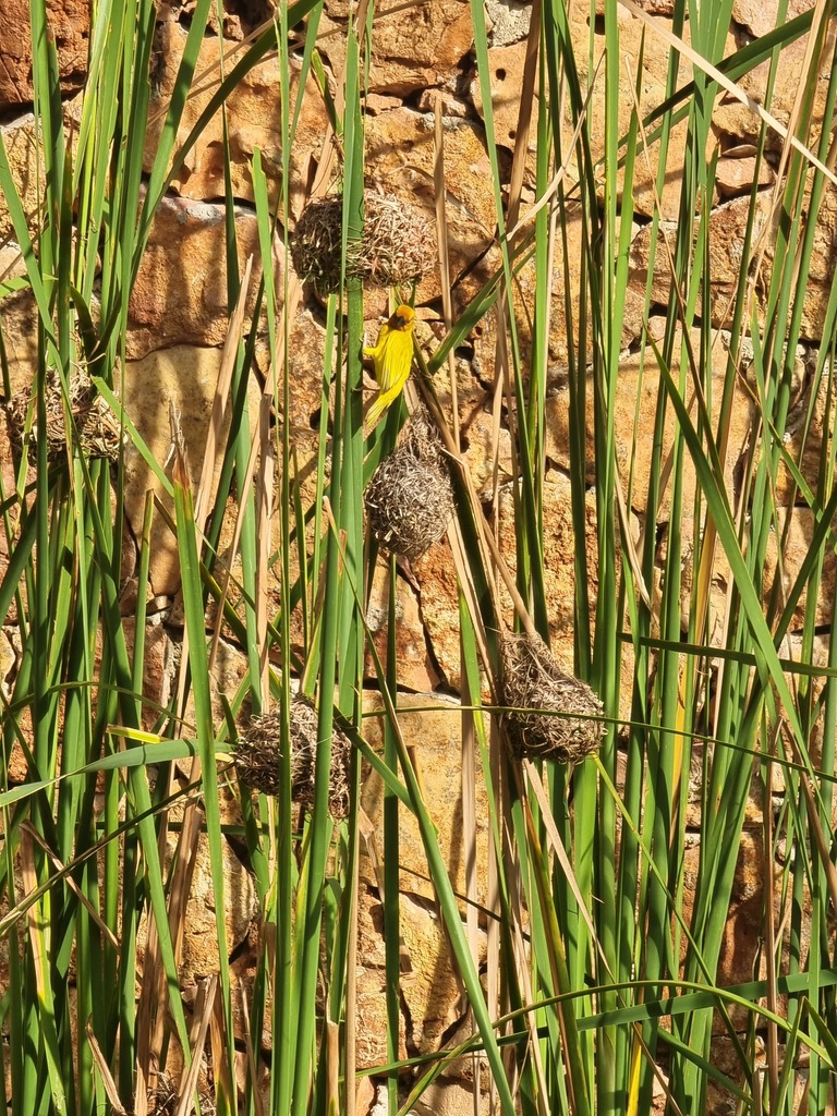 African Golden-Weaver from Kaskazini B, Tanzania on September 23, 2021 ...