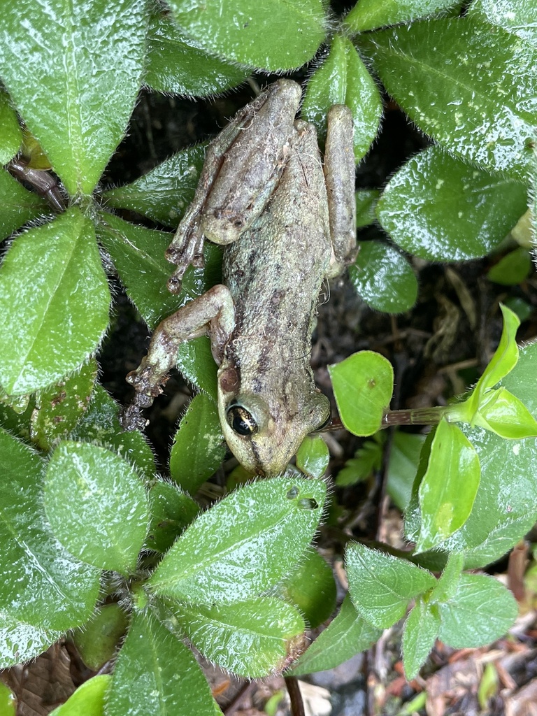 Snouted Tree Frogs from Departamento de Madre de Dios, PE on October 9 ...