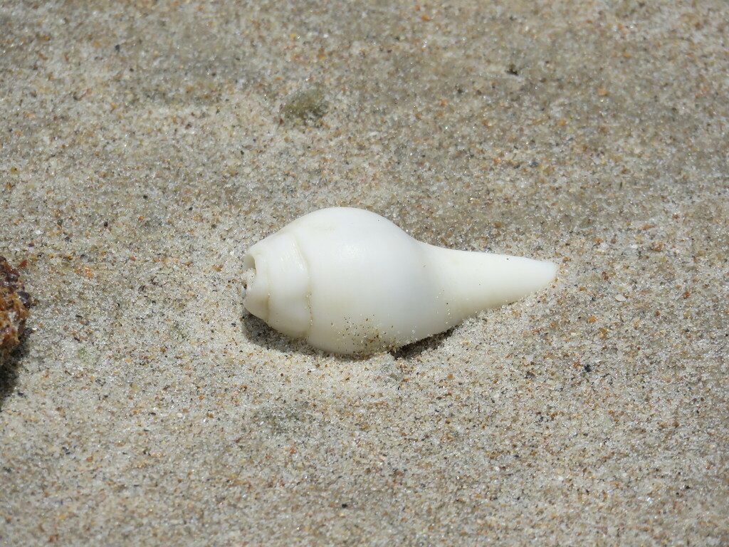 Brazilian chank shell in September 2023 by FabioBabi · iNaturalist