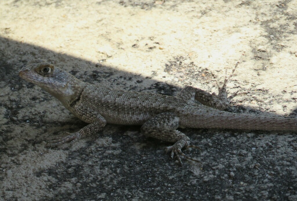 Peters' Lava Lizard from São Miguel do Gostoso, RN, 59585-000 on ...