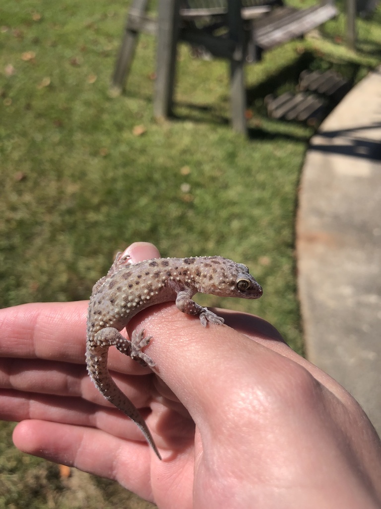 Mediterranean House Gecko from Brookhaven Ct, Bonaire, GA, US on ...