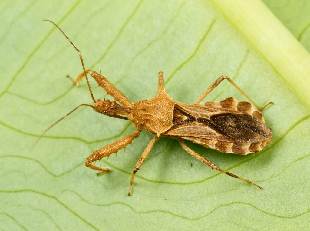 Spined Assassin Bug in October 2023 by Chris Rorabaugh · iNaturalist