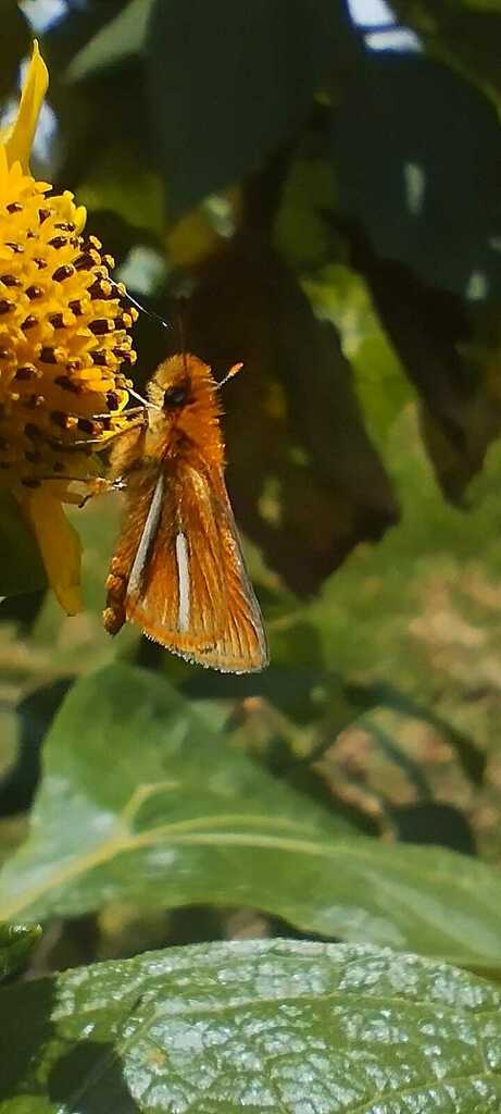 Ancyloxypha melanoneura from humedal el Burro on September 22, 2023 at ...