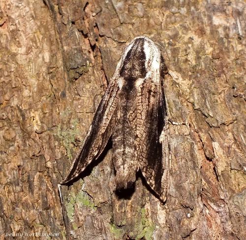 Genus Panau · iNaturalist