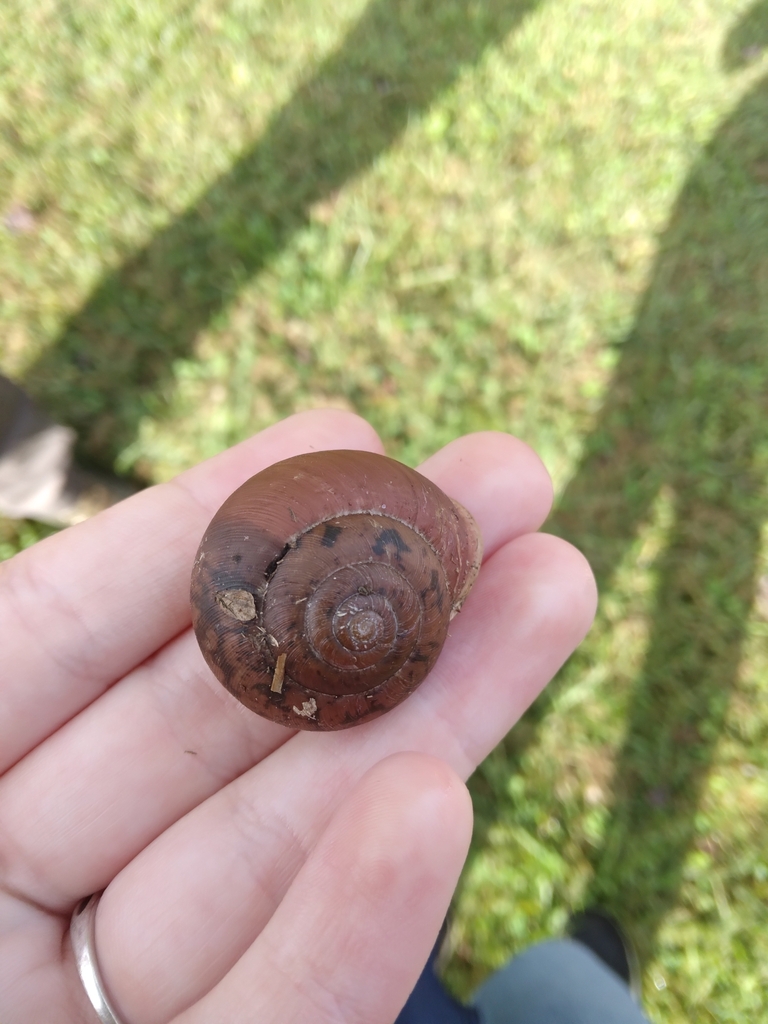 Globe Snails from Roaring Gap, NC 28668, USA on October 6, 2023 at 10: ...