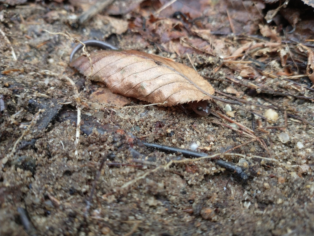 Eastern Red-backed Salamander from Derry, NH, USA on October 9, 2023 at ...