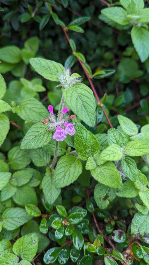 Wild Basil from Ashburton, Newton Abbot TQ13 7LJ, UK on October 7, 2023 ...
